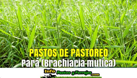 Pasto Toledo Brachiaria Brizantha Cv Toledo