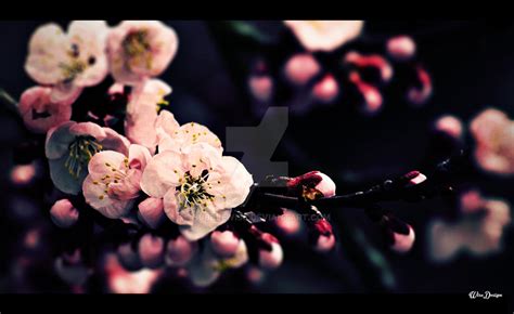 Cherry Blossom By Hubblewise On Deviantart