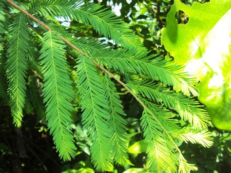 Taxodium Distichum Var Mexicanum Introduced EFlora Of India