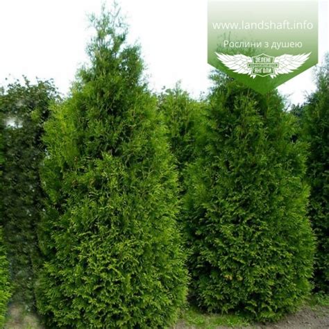Thuja occidentalis 'King of Brabant', Туя западная 'Кинг оф Брабант'