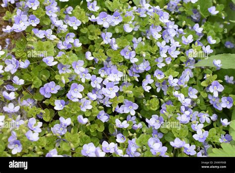 Creeping Speedwell Ground Cover