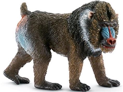 Macaco Babuíno Mandril Macho