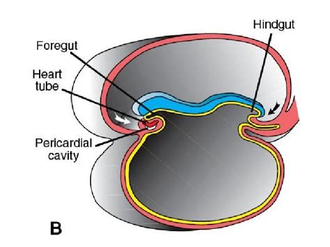 Embryology Of Heart