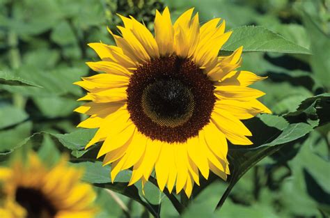 Sunflower Description Uses Facts Britannica