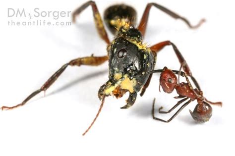 Warrior Worker Ants That Explode Covering Their Enemies With Guts