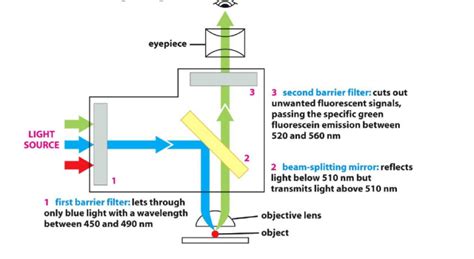 What Are The Basic Principles Of The Fluorescence Microscope
