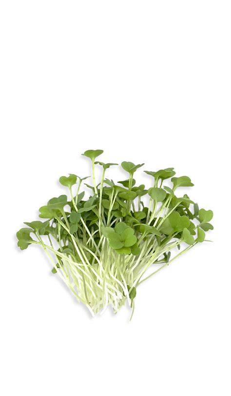 Rucola Fyns Mikrogrønt