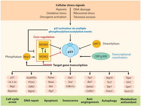 P53 Signaling Pathway Genes At William Ashbolt Blog