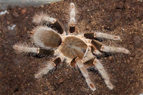 Hysterocrates Laticeps 1cm X5 Uk