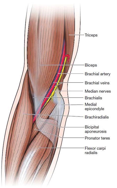 Distal Biceps Tendon And Bicipitoradial Bursa Injection Wikism Sports Medicine Wiki