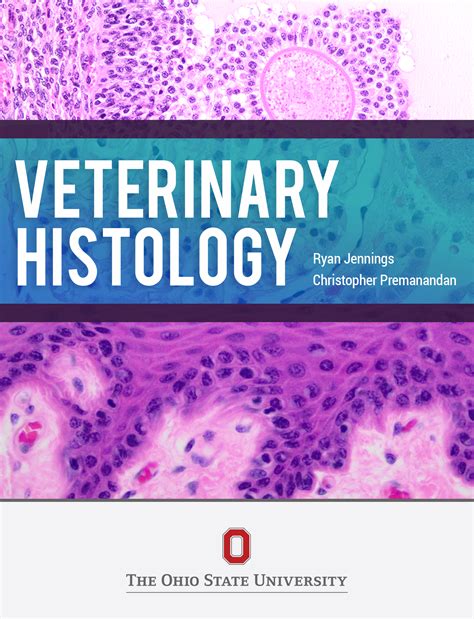 Classification By Shape Of The Cells At The Free Surface Veterinary