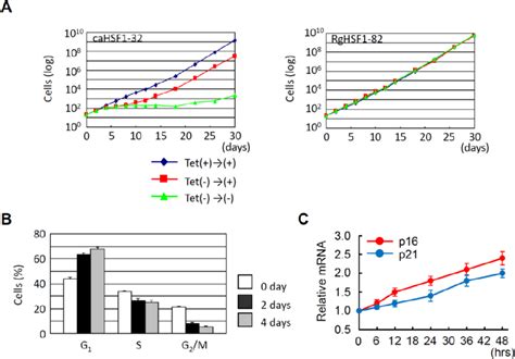 Figure 2 From Cell Cycle Regulation By Heat Shock Transcription Factors