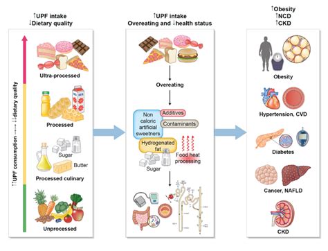 Plausible Links Between Higher Consumption Of Ultra Processed Food