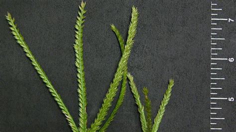 Goosegrass Nc State Extension Publications