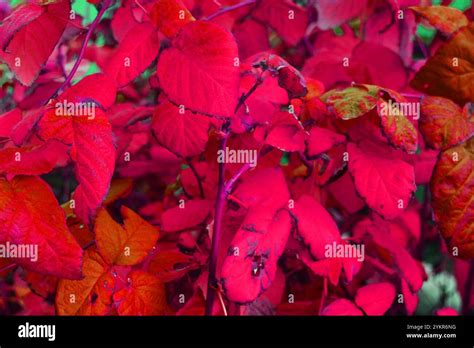 Beautiful Bright Raspberry Leaves In Art Processing With Different