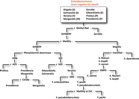 Understanding Lactose Positive Bacteria In Lactose Utilization Tests Genspark