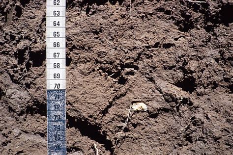 Alluvial Soil Profile
