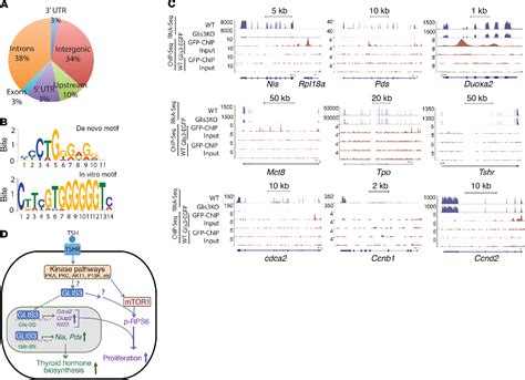 Figure 3 From Glis3 Is Indispensable For Tsh Tshr Dependent Thyroid Hormone Biosynthesis And