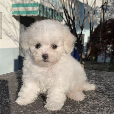 비숑프리제진주하남점 강아지분양고양이분양 오독안심분양센터위탁센터인천광주대구시흥