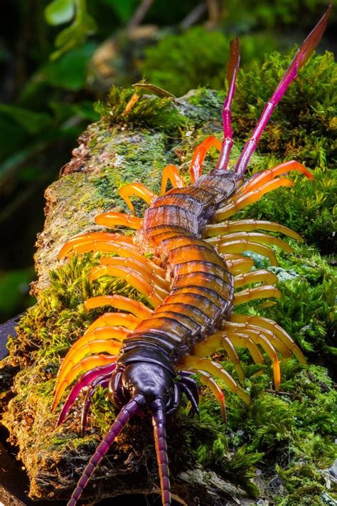 121 Best Images About Insects Millipedes And Centipedes On Pinterest