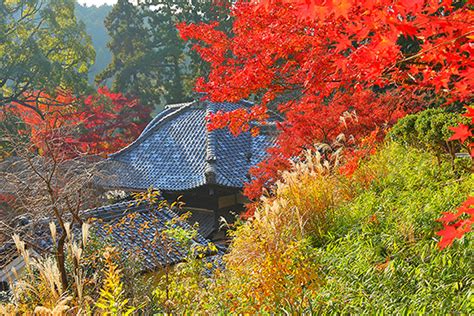 十輪寺 紅葉