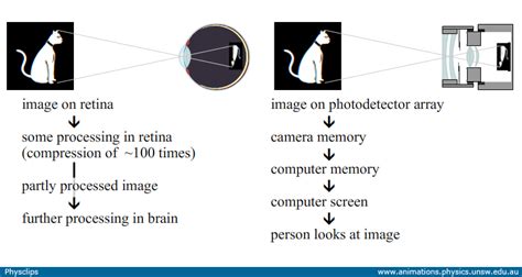 Eye Optics Anatomy And Accommodation Physclips Light