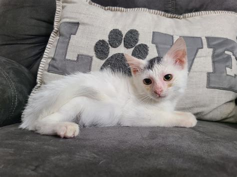 Kirby Male Kitten Solid White With Grey Dot On Top Of Head Kirby Is A