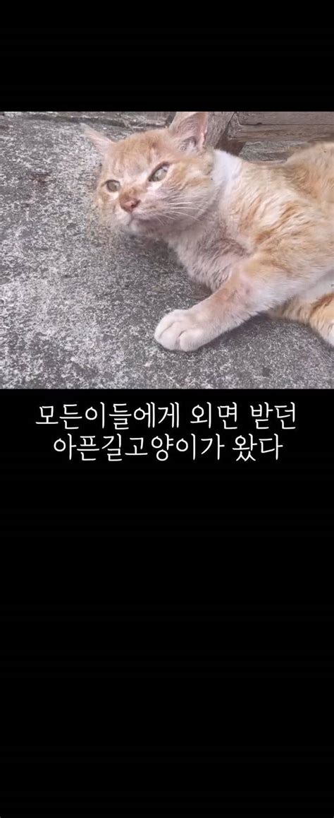 무리에 끼지 못하는 아픈 고양이의 친구가 되어준 새끼강아지 인스티즈instiz 이슈 카테고리