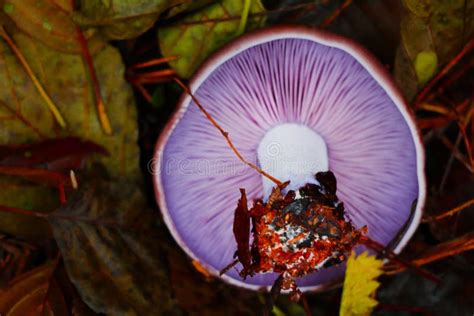 Top View Of Leaves On Clitocybe Nuda Mushroom On The Forest Ground