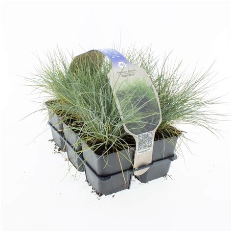 Festuca Glauca Elijah Blue — Plant Wholesale Floraccess