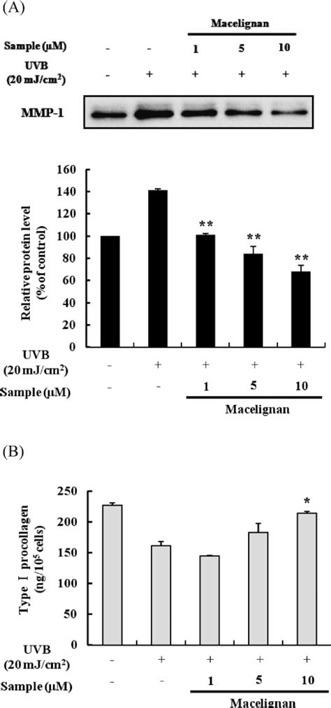 Effects Of Macelignan On Mmp 1 And Type I Procollagen Secre Tion In