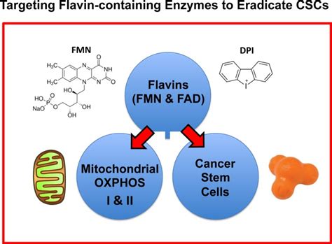 Targeting Flavin Containing Enzymes Eliminates Cancer Stem Cells Cscs