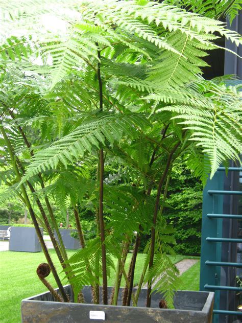 Largeaustralian Tree Fern In Containers Bing Images Decoration