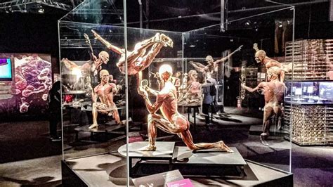 Body Worlds Así Es La Visita De La Exposición Del Cuerpo Humano