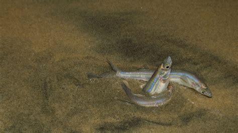 Archaeology Of Seafood Jacksmelt Silverside Chefs Mandala