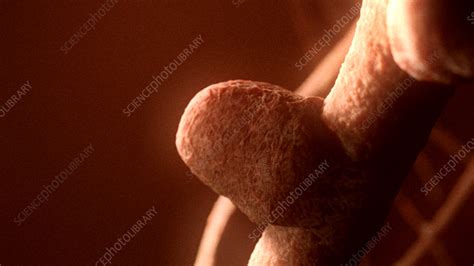 Plant Root Nodule Illustration Stock Image C058 9903 Science Photo Library