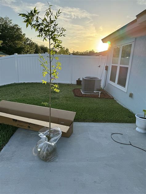 Root Rocket® Fertilizer For Sale