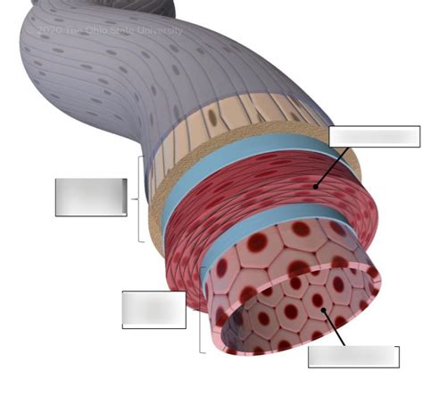 Diagram Of Context To Retinal Vasculature Disorders Quizlet