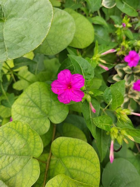 《劝学诗偶成》 朱熹 知乎