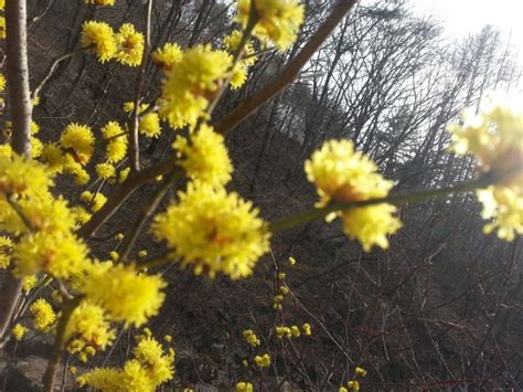 생강나무 꽃 차 네이버 블로그