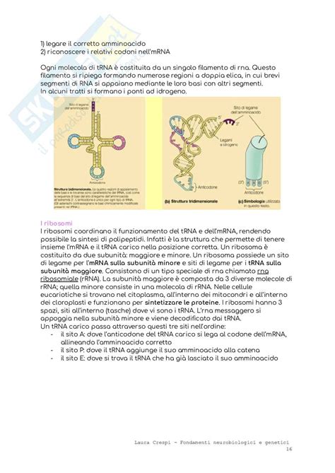 Fondamenti Neurobiologici E Genetici