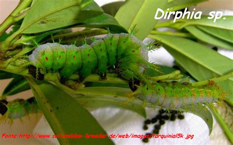 Bionline Acidentes Com Lagartas