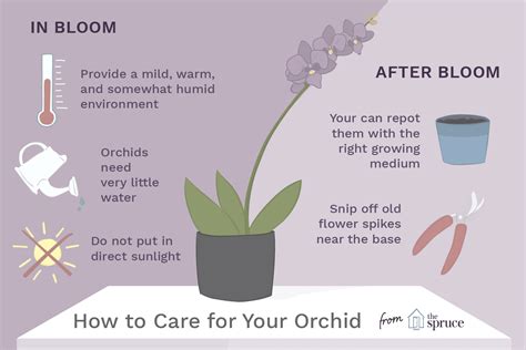 How To Care For Your Orchids