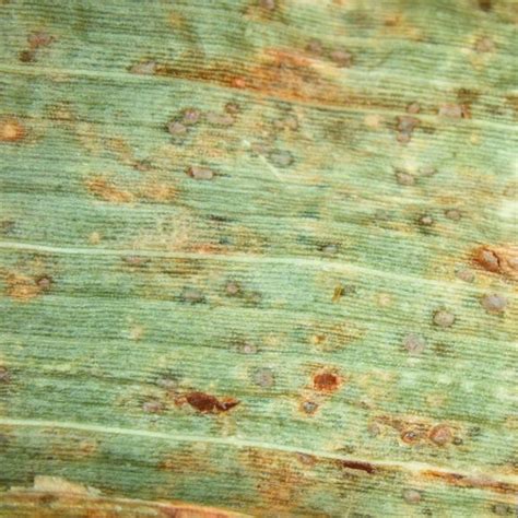 Common Rust Pestoscope