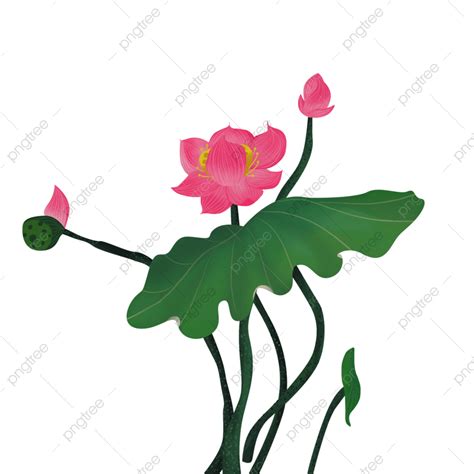รูปบัว Png ดอกบัว Png ดอกไม้ วัสดุบัว Png ภาพ Png สำหรับการดาวน์