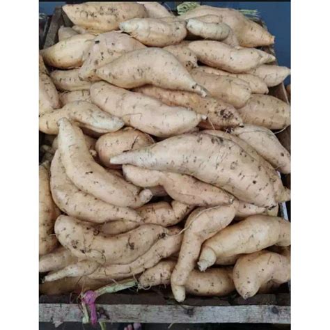 Jual Ubi Rambat Ubi Manis Perkg Shopee Indonesia