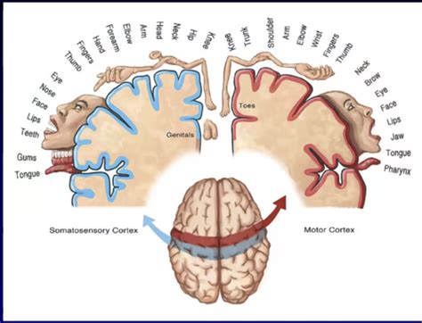 Dystonias Spasticity Dyskinesia Disorder Flashcards Quizlet