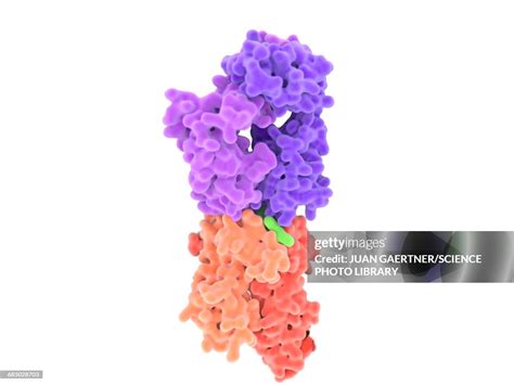 Tcell Receptormhcantigen Complex High Res Vector Graphic Getty Images