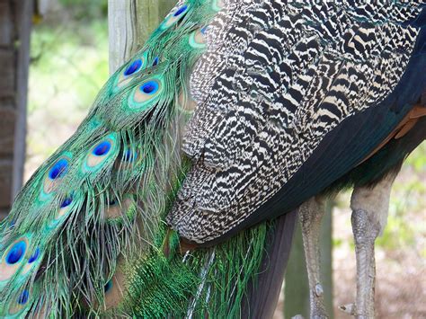 Our Nature Peacock Was Strutting His Stuff