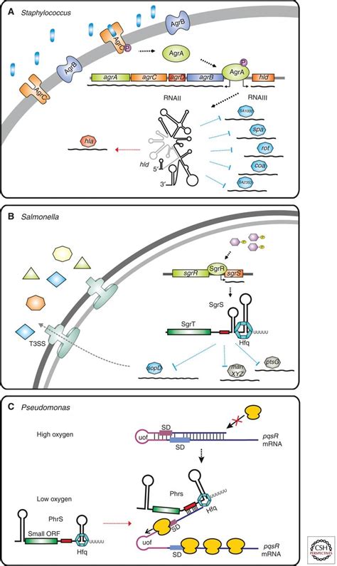 Rna Mediated Regulation In Pathogenic Bacteria